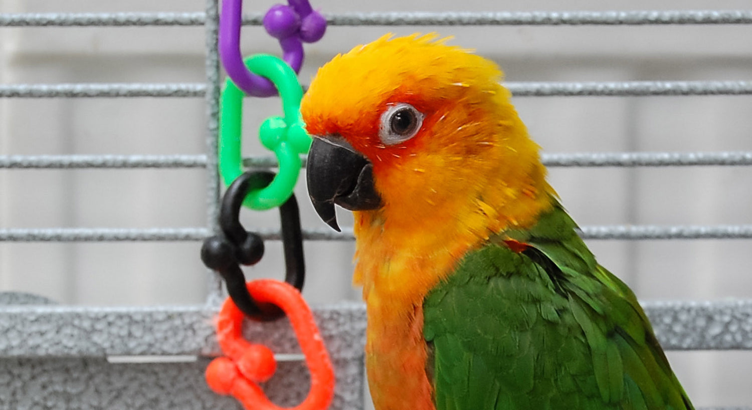 Which Bar Spacing Is Right For My Bird? – Exotic Wings & Pet Things Inc