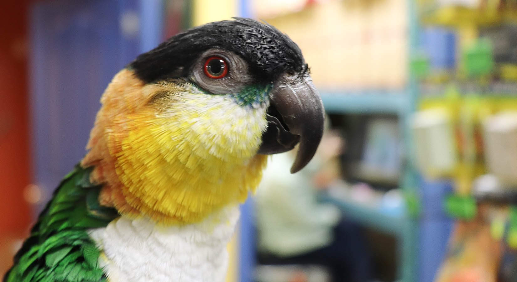 Parrot Profile: Caique – Exotic Wings & Pet Things Inc