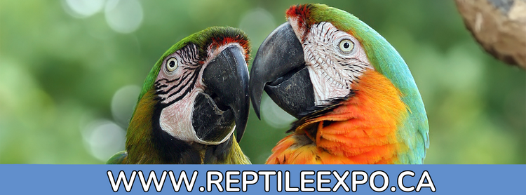Reptile & Plant Expo - Mississauga, ON | February 15th, 2026 – Exotic ...