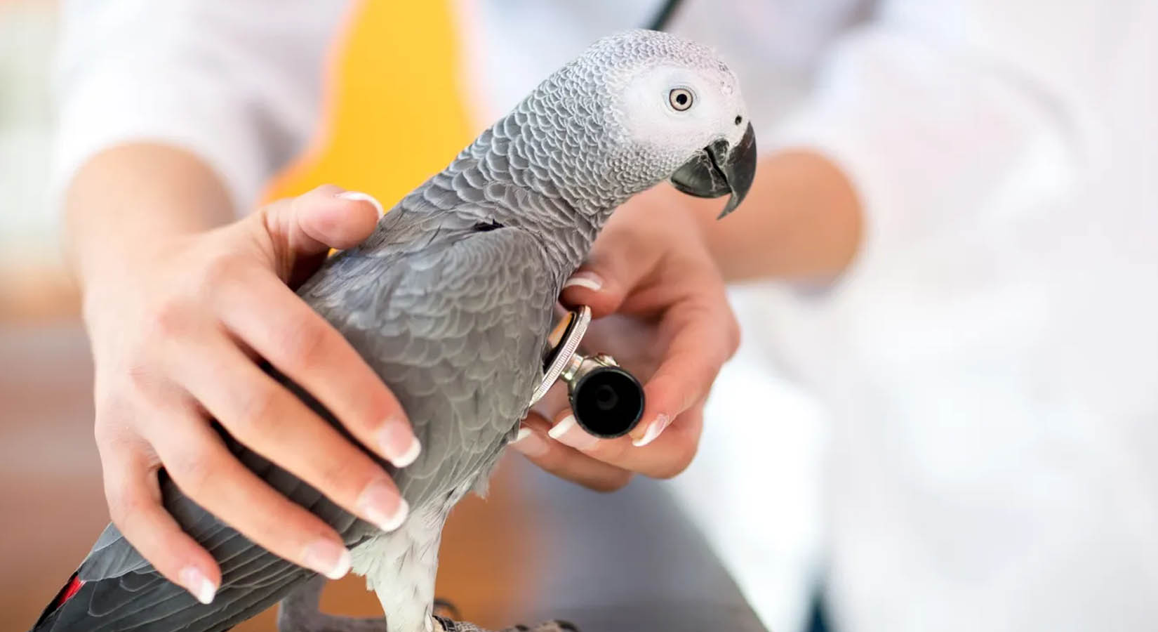 Is My Bird Sick? - The ABCs of Illness Detection – Exotic Wings & Pet ...