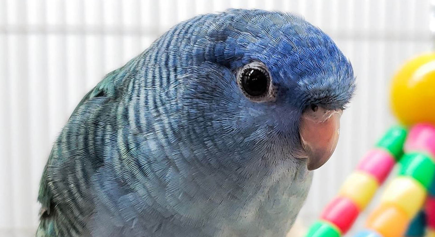 Parrot Profile: Lineolated Parakeet – Exotic Wings & Pet Things Inc