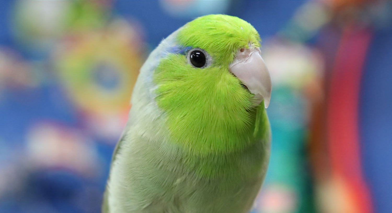 Parrot Profile: Pacific Parrotlet – Exotic Wings & Pet Things Inc