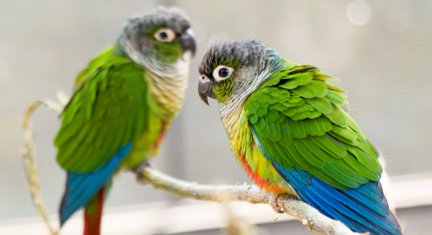 The Importance of Bird Grooming – Exotic Wings & Pet Things Inc