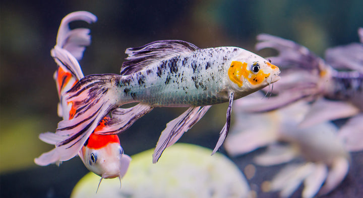 American Butterfly Koi – Exotic Wings & Pet Things Inc