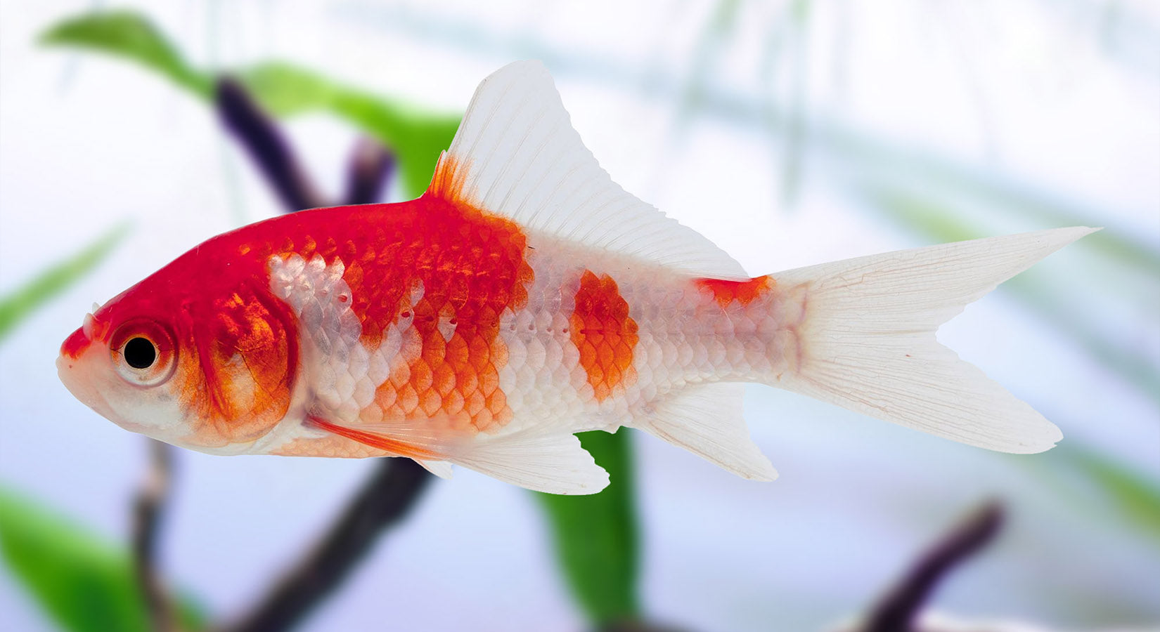 Sarasa (Red & White) Goldfish – Exotic Wings & Pet Things Inc