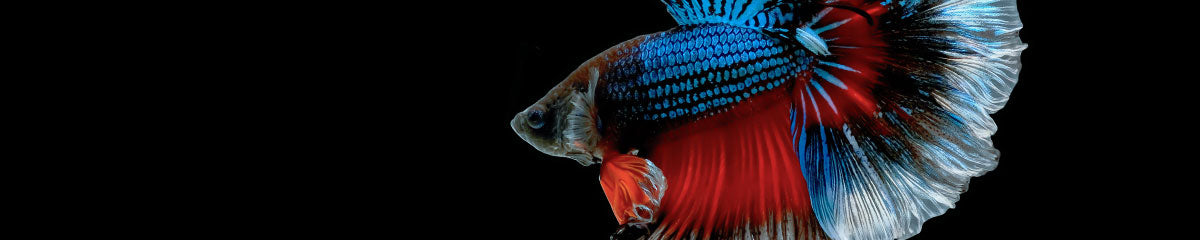 Betta Fish Care & Supplies | Everything In One Place! – Exotic Wings ...