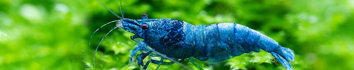 Shop by Pet - Crustaceans – Exotic Wings & Pet Things Inc