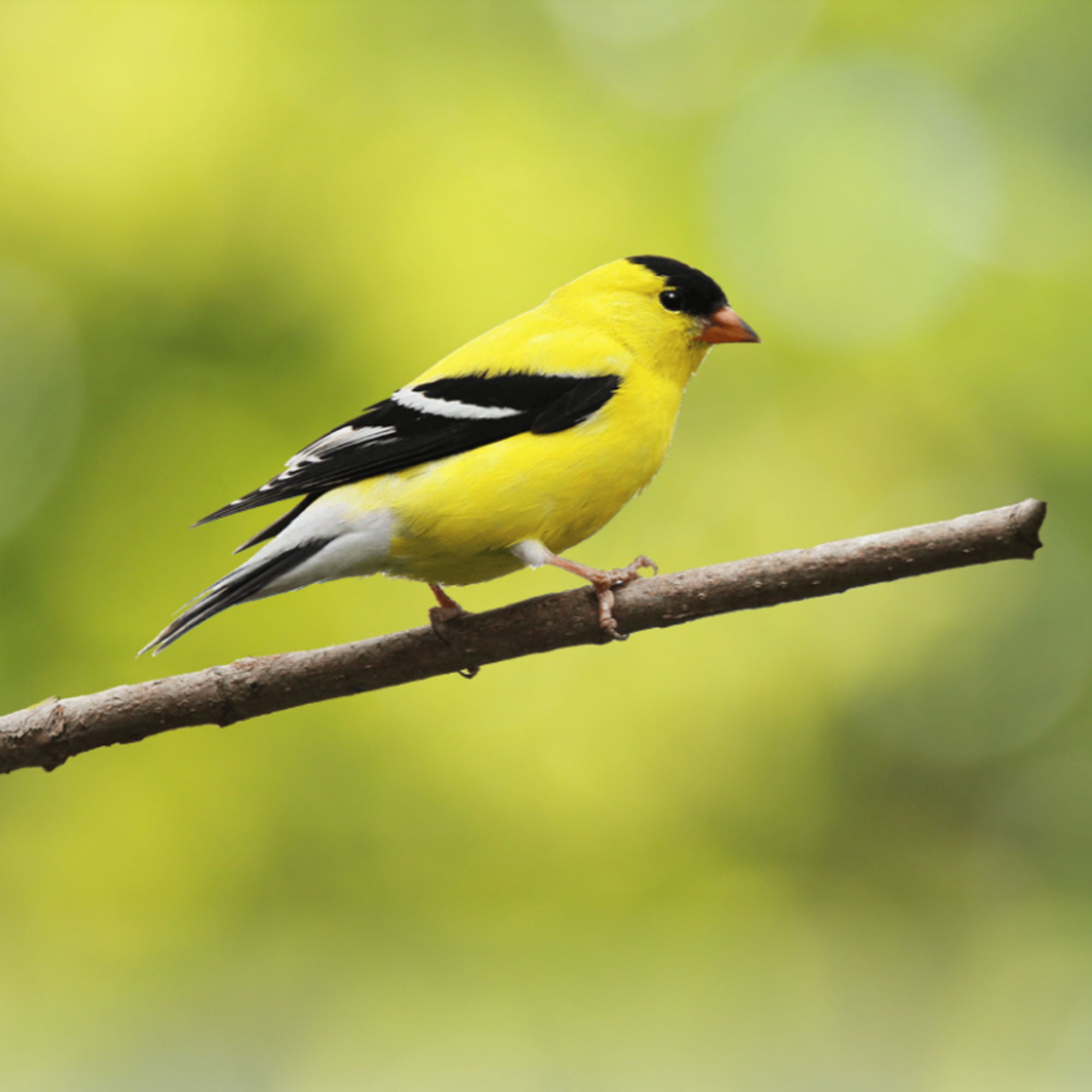 Outdoor Finch Food, Feeders, and More – Exotic Wings & Pet Things Inc