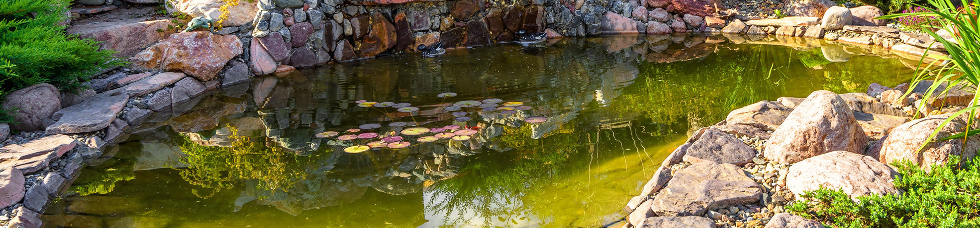 Pond Green Water / Algae Control Products | Shipping or Local Pickup ...