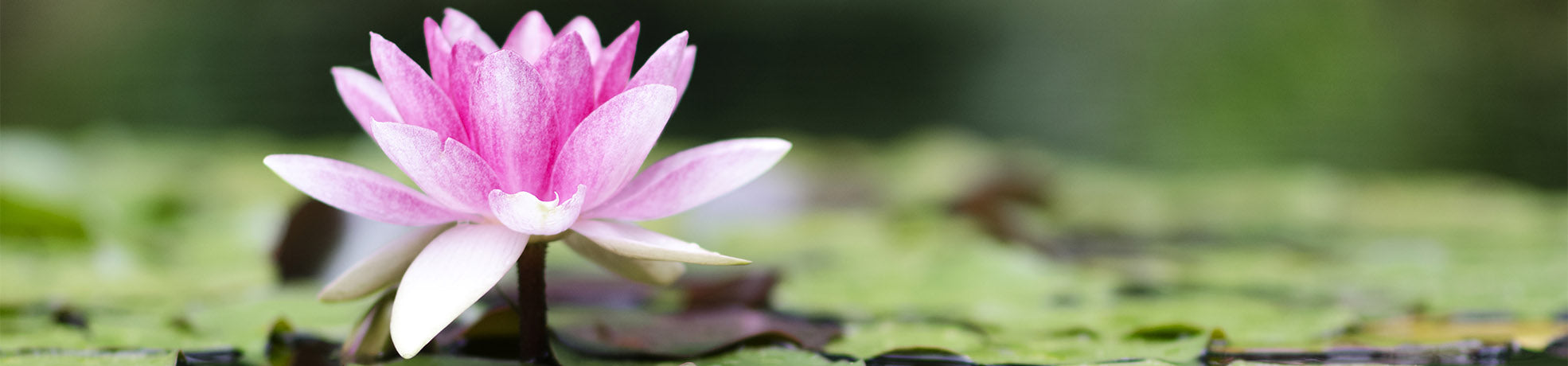 Lotus – Exotic Wings & Pet Things Inc