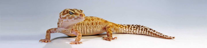 Reptile Feeders for Geckos, Lizards, Snakes, Frogs, Spiders, Turtles ...