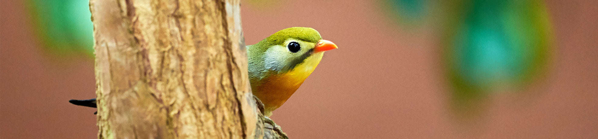 Softbill Bird Food | Specialized Diets – Exotic Wings & Pet Things Inc