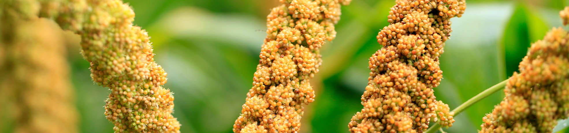 Spray Millet | A Favorite Treat for All Birds – Exotic Wings & Pet ...