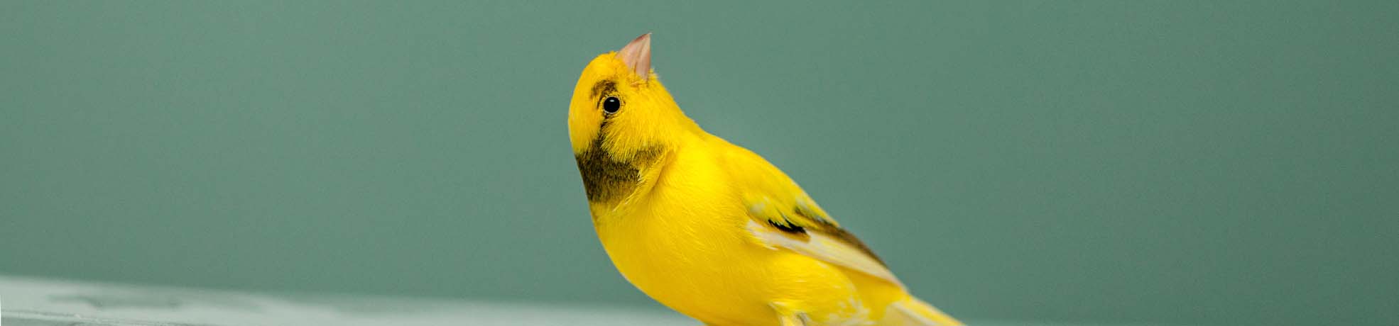 Canary Ownership Essentials – Exotic Wings & Pet Things Inc