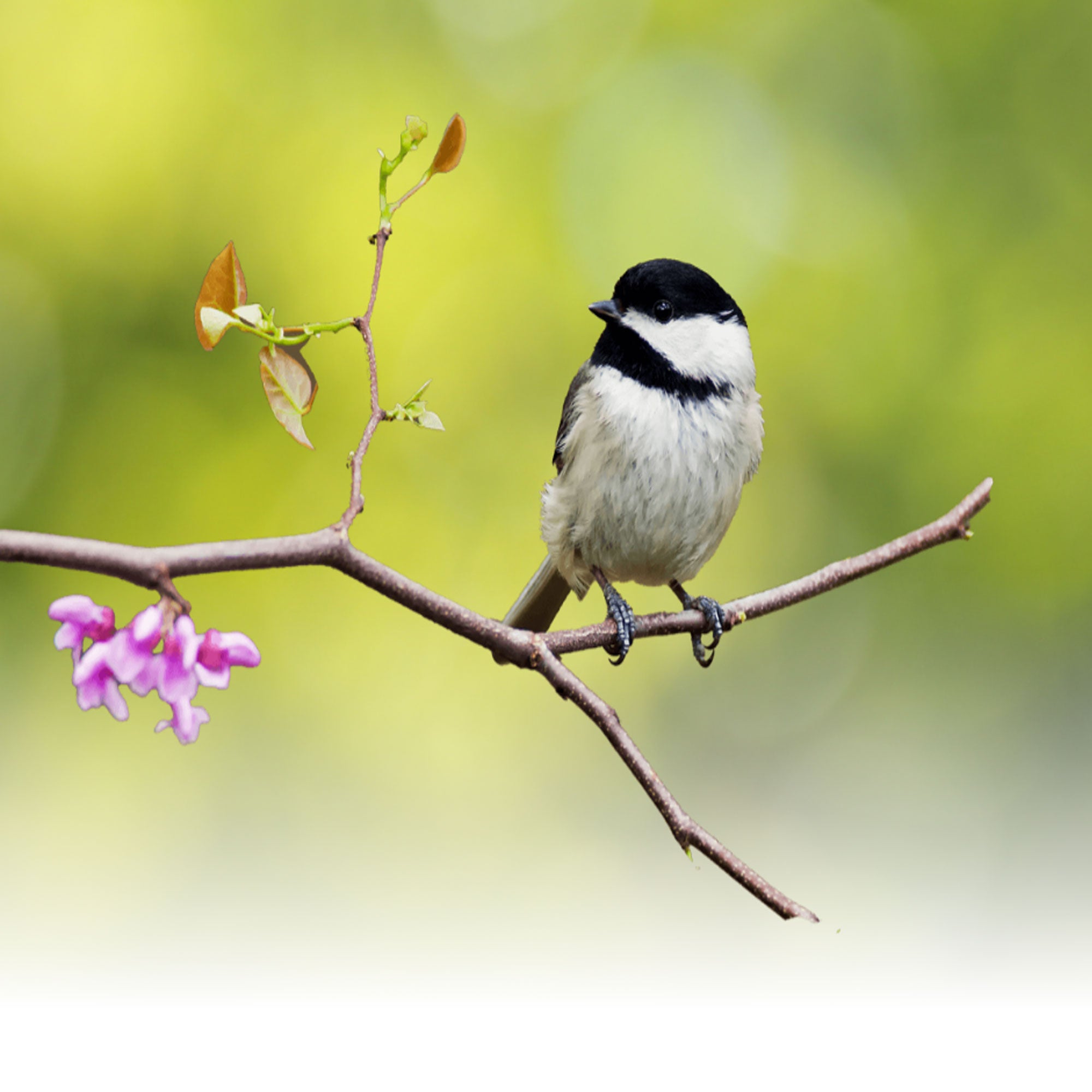 Chickadee Food, Feeders, and More – Exotic Wings and Pet Things Inc