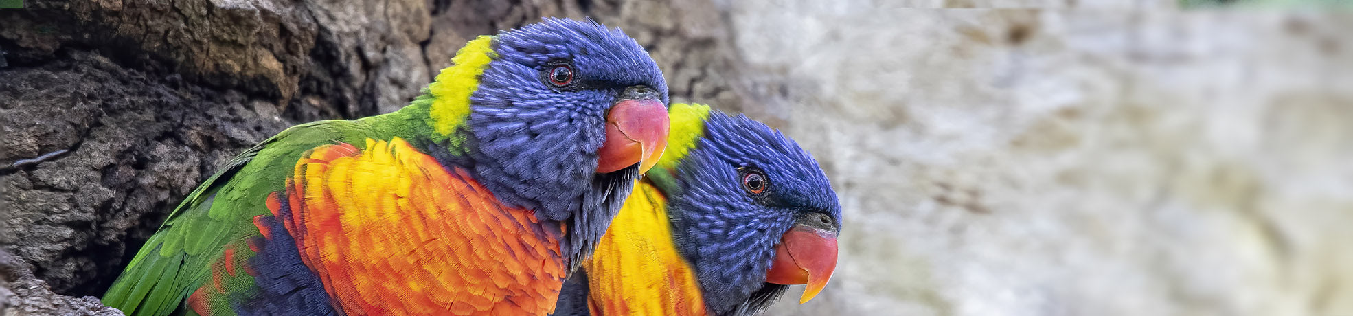 Lory / Lorikeet Ownership Essential Starter Kit in Canada – Exotic ...
