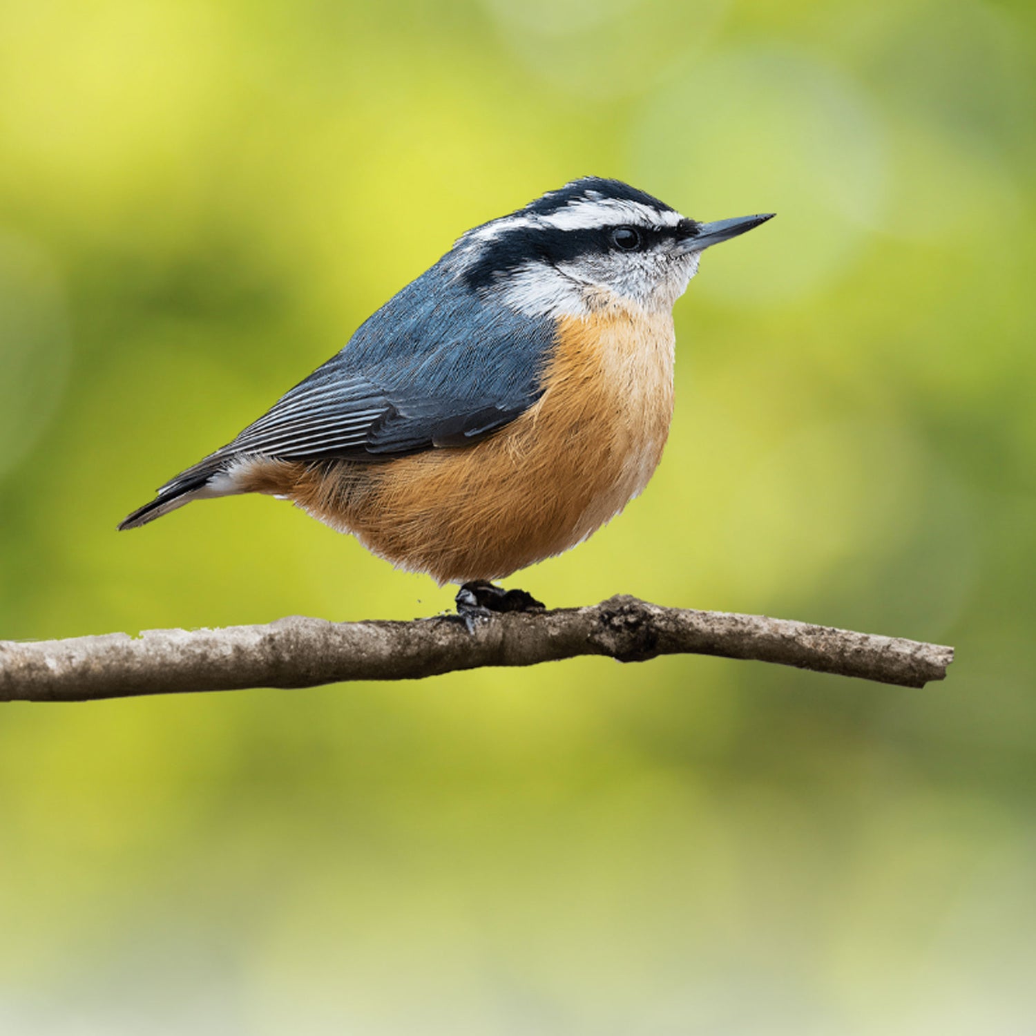Nuthatch Food, Feeders, and More – Exotic Wings and Pet Things Inc