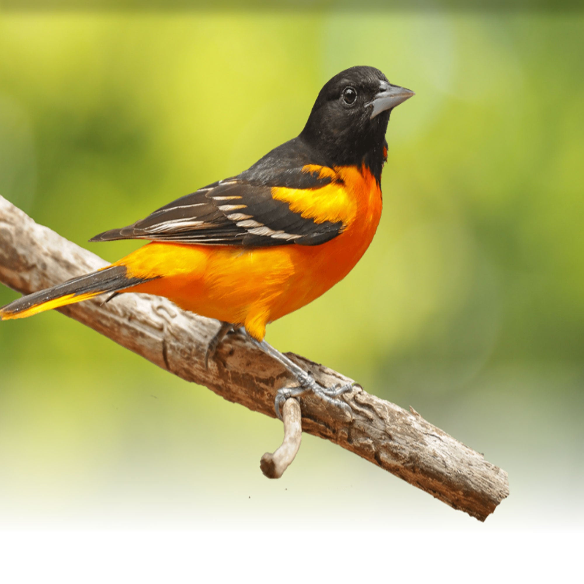 Oriole Food, Feeders, and More – Exotic Wings & Pet Things Inc