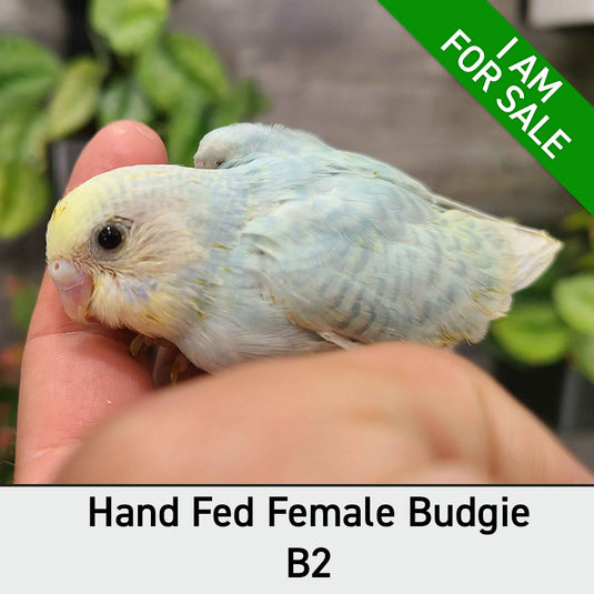 Currently Available Hand Raised Companion Birds – Exotic Wings and Pet ...