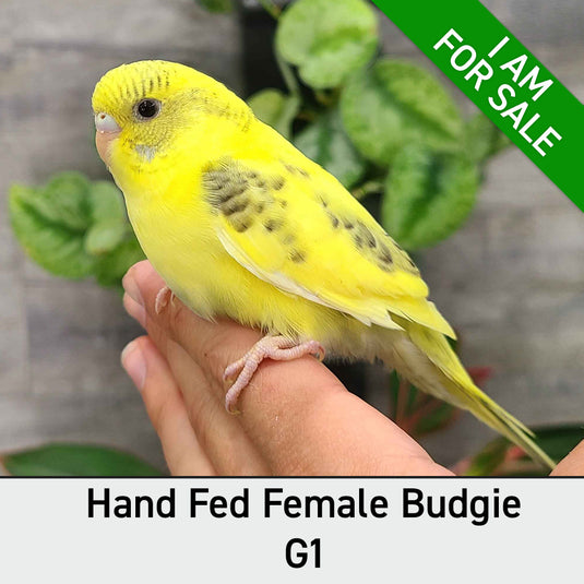 Hand Raised Companion Bird Budgies, Cockatiels, Conures, etc – Exotic ...