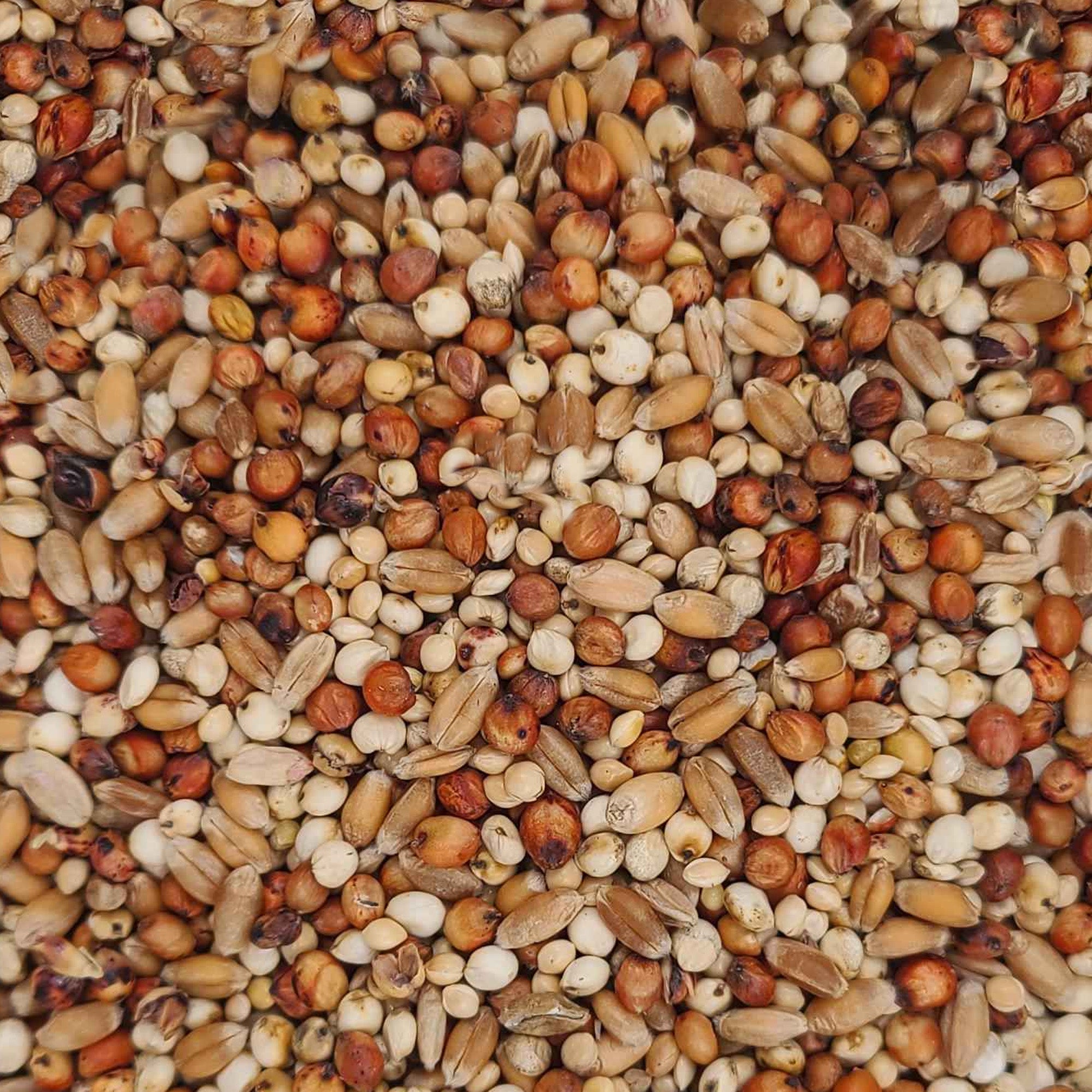 Conestogo Dove Seed Mix Bird Feed Company – Exotic Wings & Pet Things Inc
