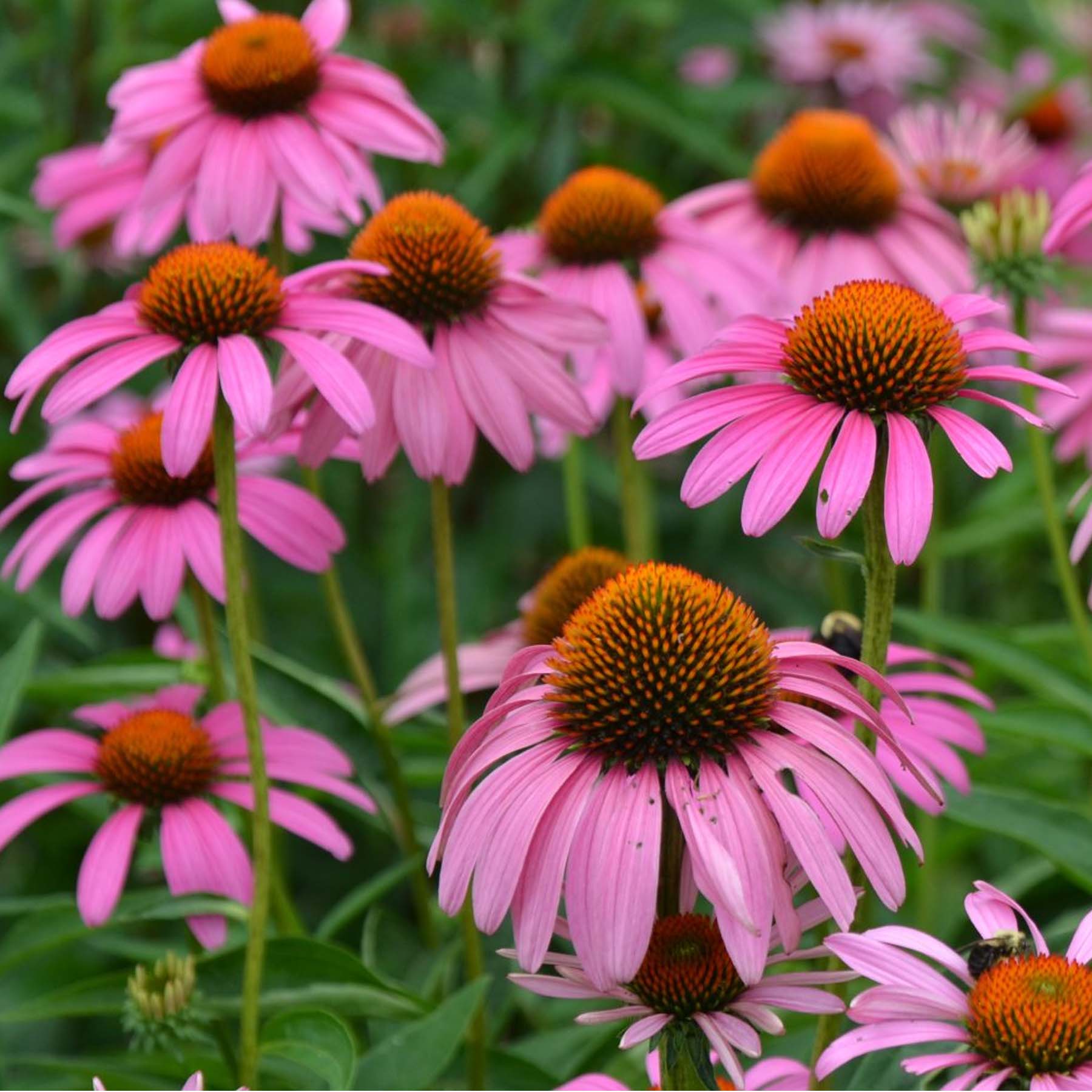 'Ruby Star' Cone Flower | Perennial – Exotic Wings & Pet Things Inc
