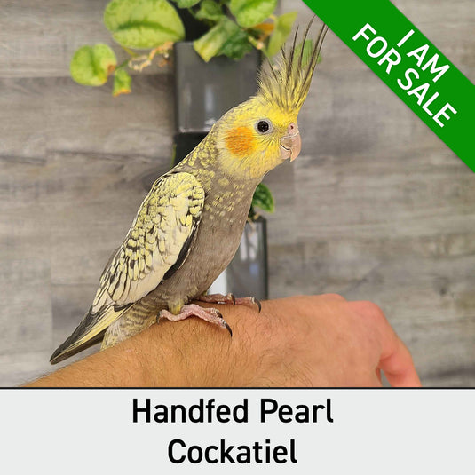 Hand Raised Companion Bird Budgies, Cockatiels, Conures, etc – Exotic ...