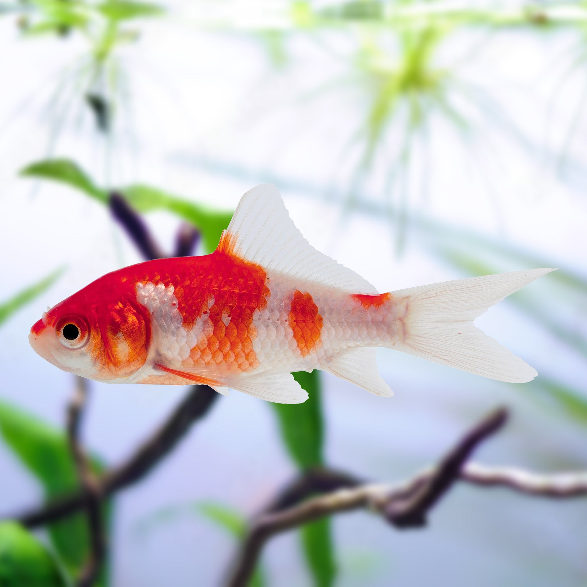Goldfish For Sale | Live Pond Fish | Exotic Wings & Pet Things