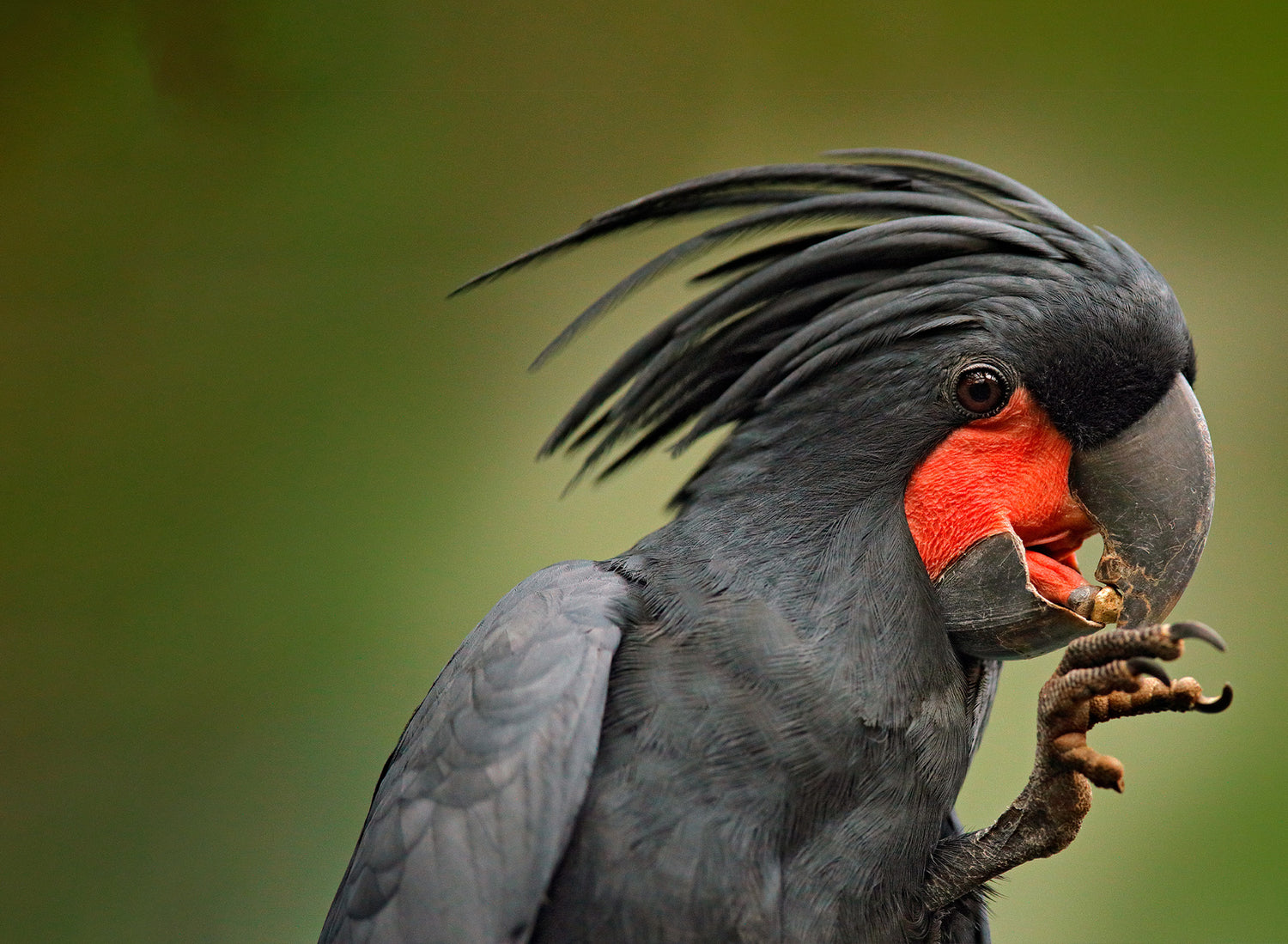 Avian Terms Glossary – Exotic Wings & Pet Things Inc