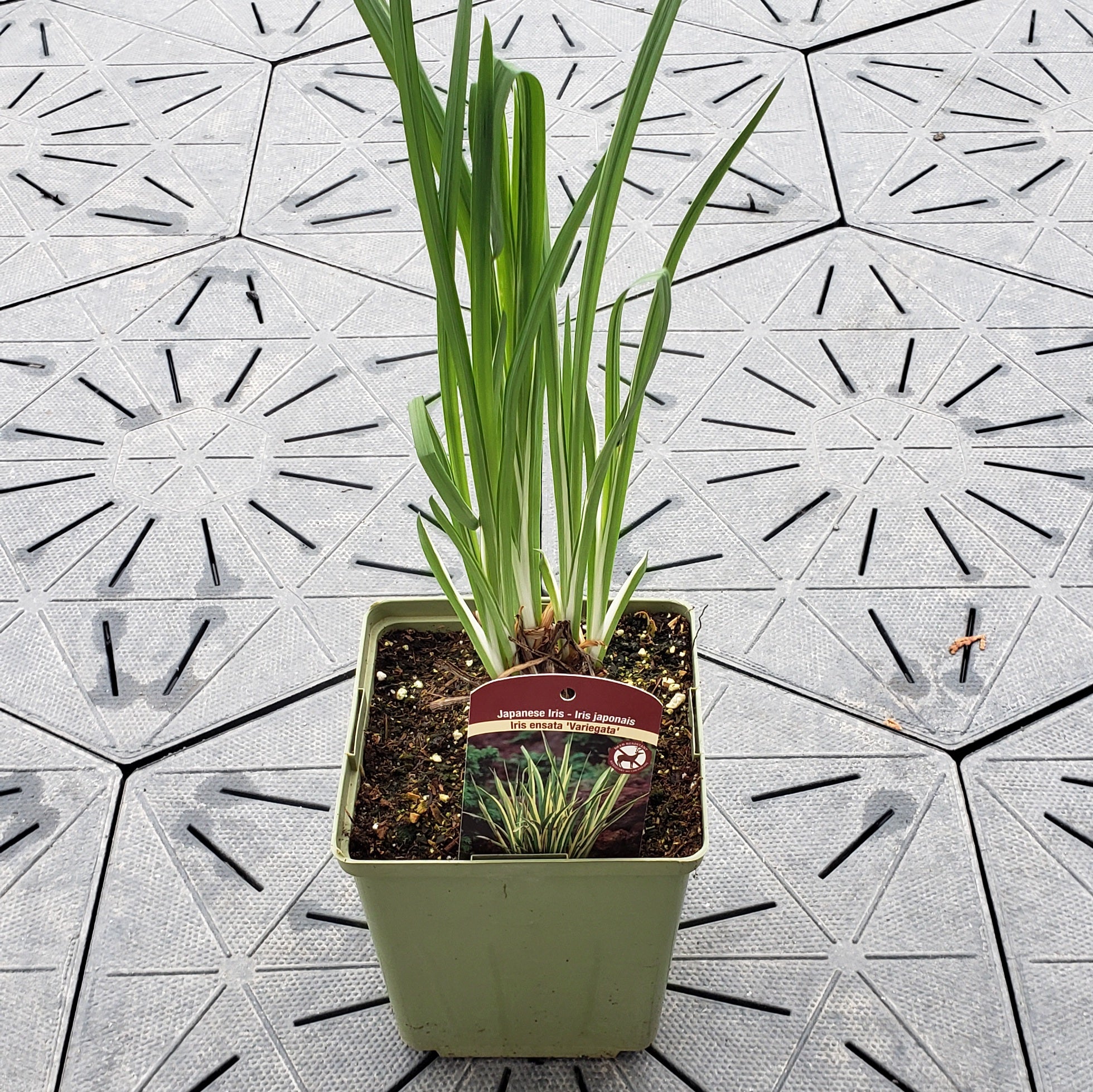 Japanese Iris | Iris ensata | 1 Gal - Local Pickup Only – Exotic Wings ...