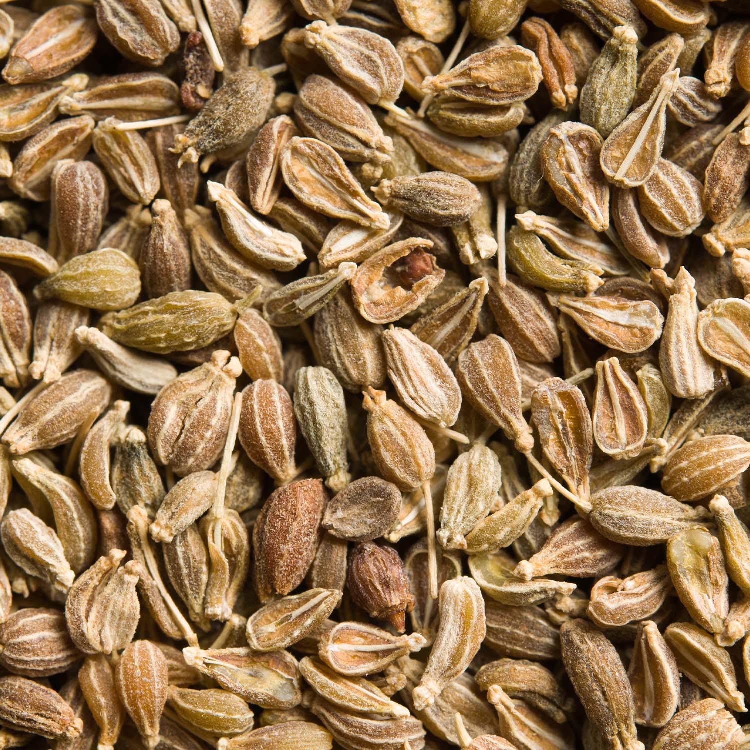 Anise Seed Superfood for Parrots, Parakeets, and All Birds! – Exotic ...