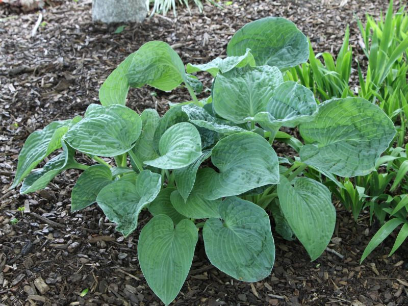 Blue Blazes Hosta For Sale | St. Clements Ontario Canada – Exotic Wings ...