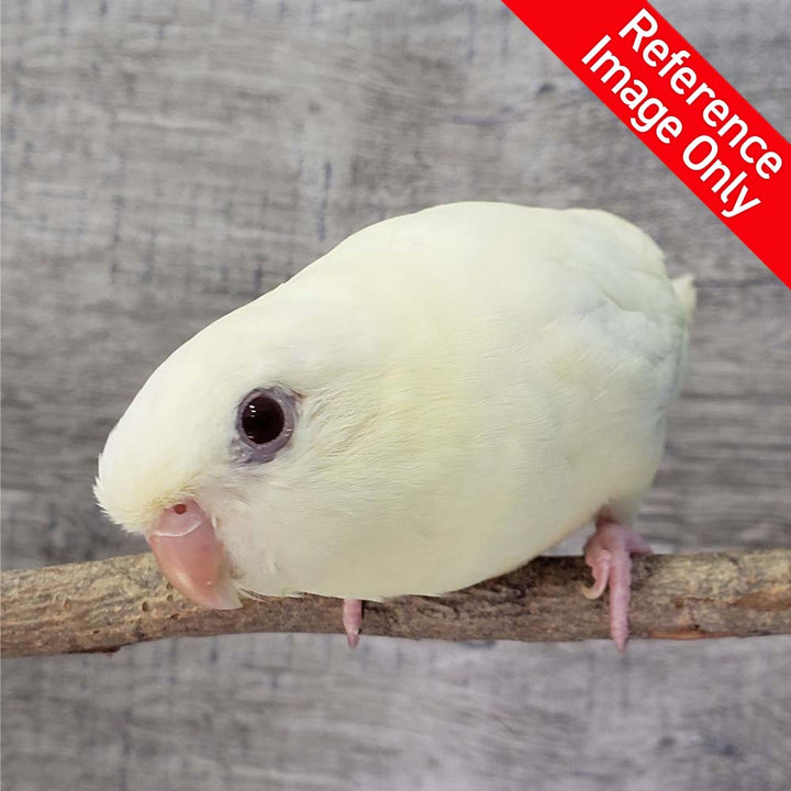 Hand Fed Friendly Baby Lineolated Parakeets Ontario, Canada – Exotic ...