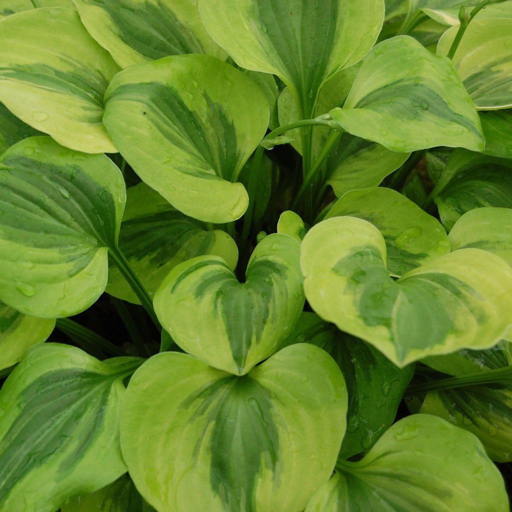 Grand Tiara Hosta For Sale | St. Clements Ontario Canada – Exotic Wings ...