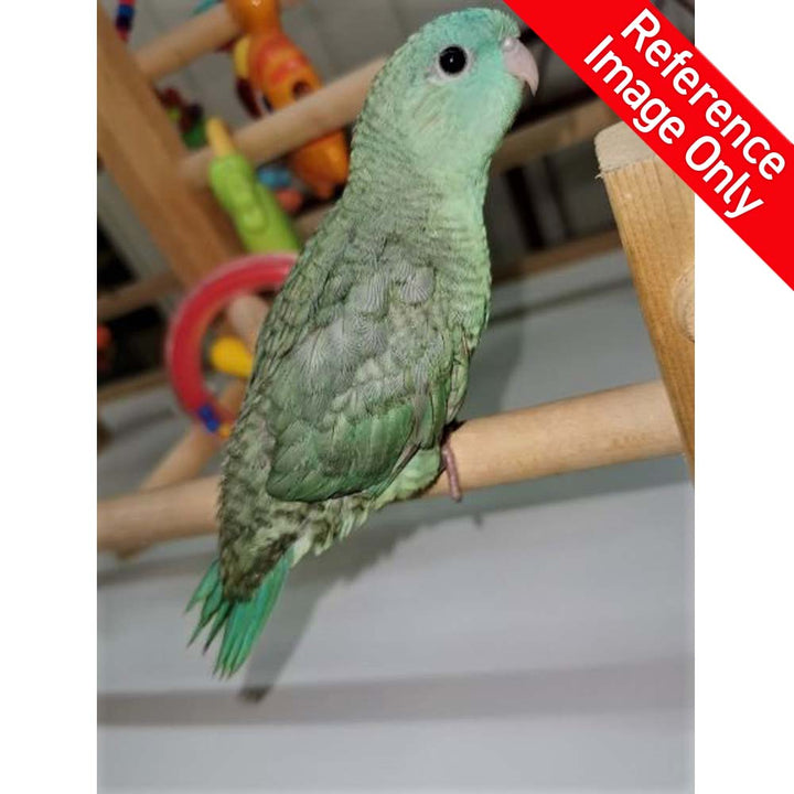 Hand Fed Friendly Baby Lineolated Parakeets Ontario, Canada – Exotic ...
