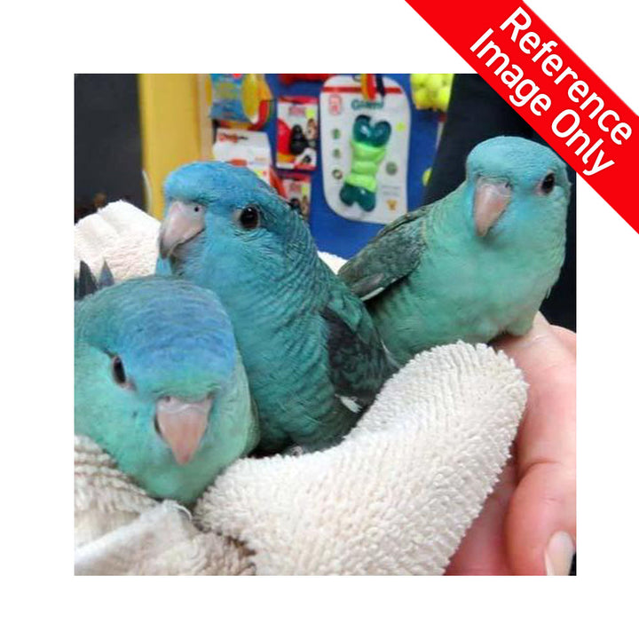 Hand Fed Friendly Baby Lineolated Parakeets Ontario, Canada – Exotic ...