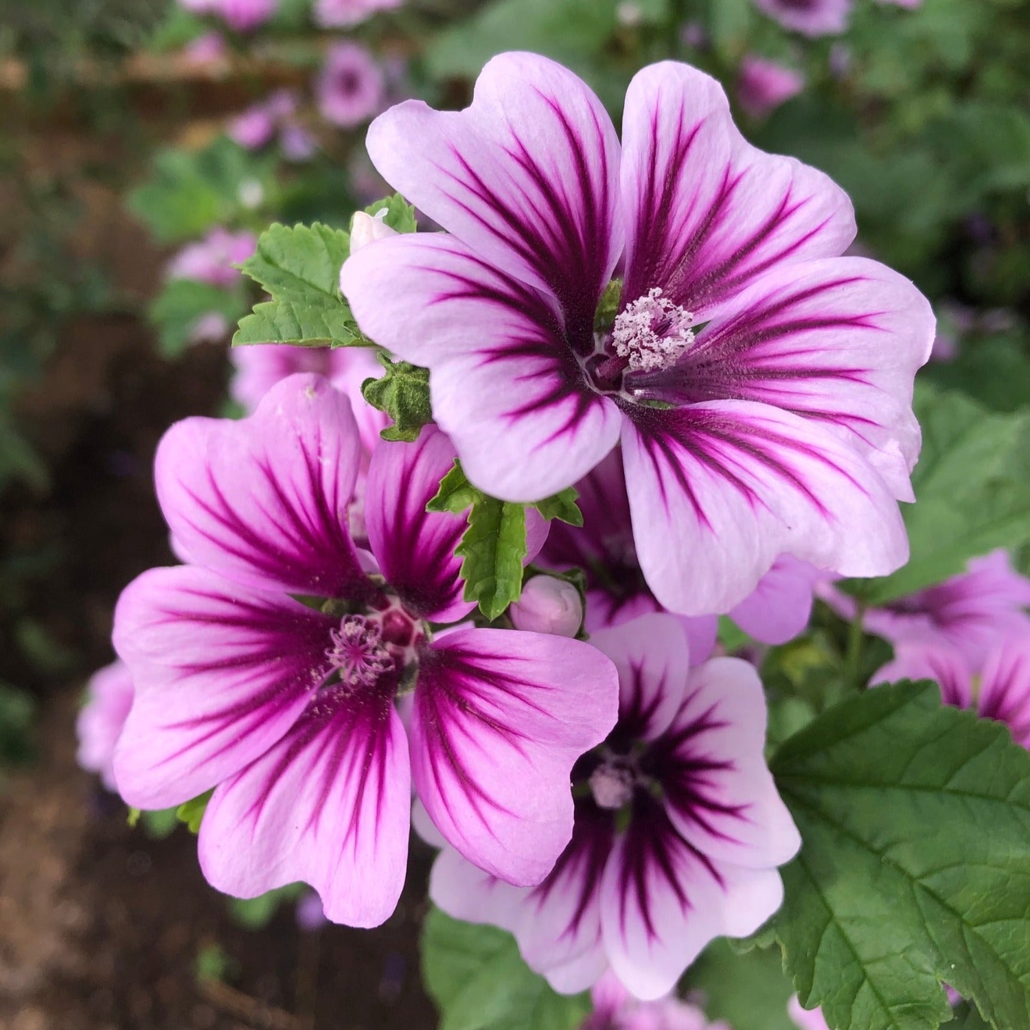 Zebra Mallow | Malva sylvestris var. mauritiana 'Zebrina' | 1 Gal - Lo ...