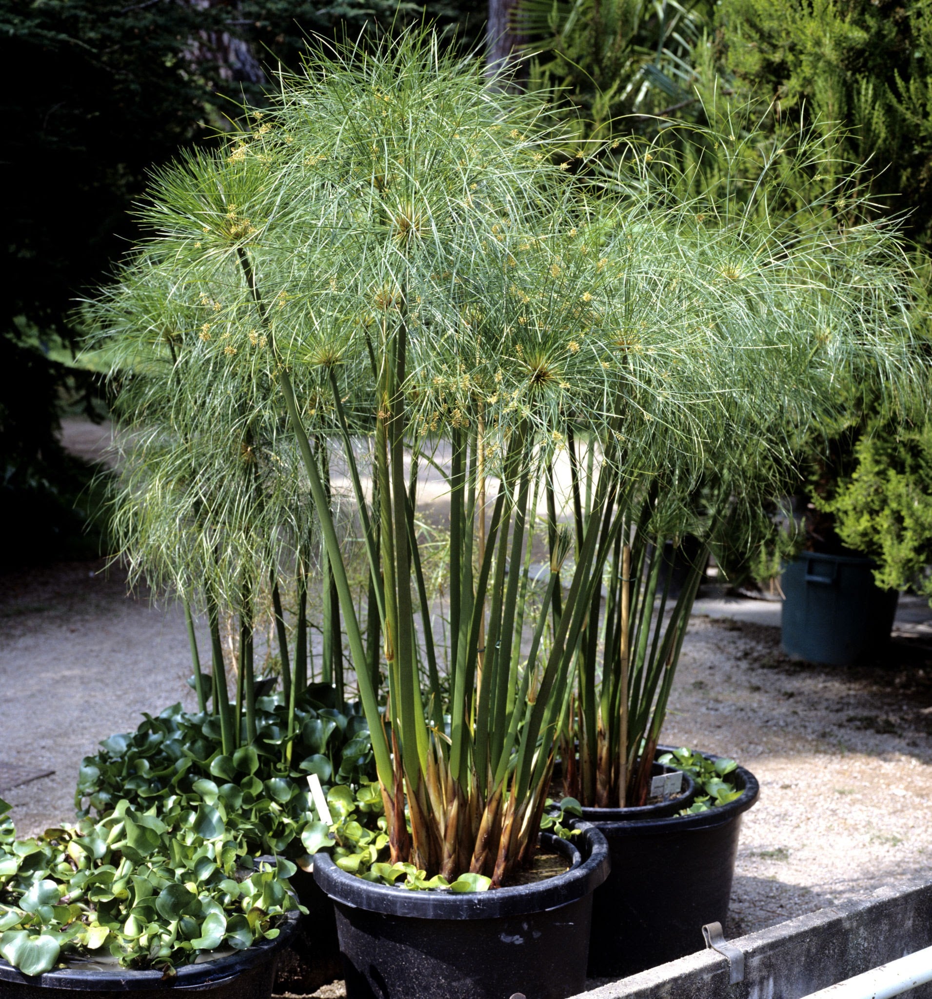 King Tut Papyrus | Cyperus papyrus – Exotic Wings & Pet Things Inc