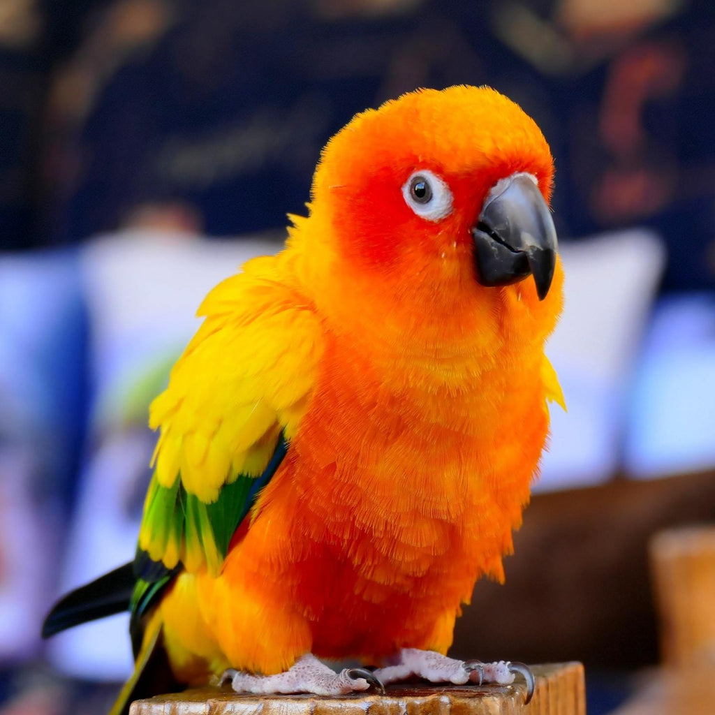 Hand Fed Baby Sun Conure - Aratinga solstitialis