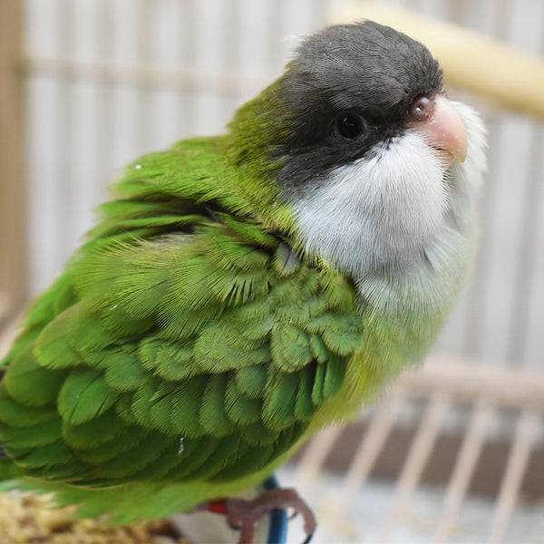 Hand Raised Companion Bird Budgies, Cockatiels, Conures, etc